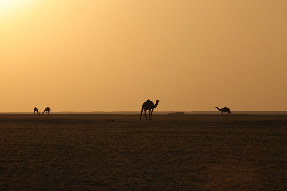 DVIDS - Images - USARCENT, ASG-KU, Area Support Group – Kuwait, Udairi ...