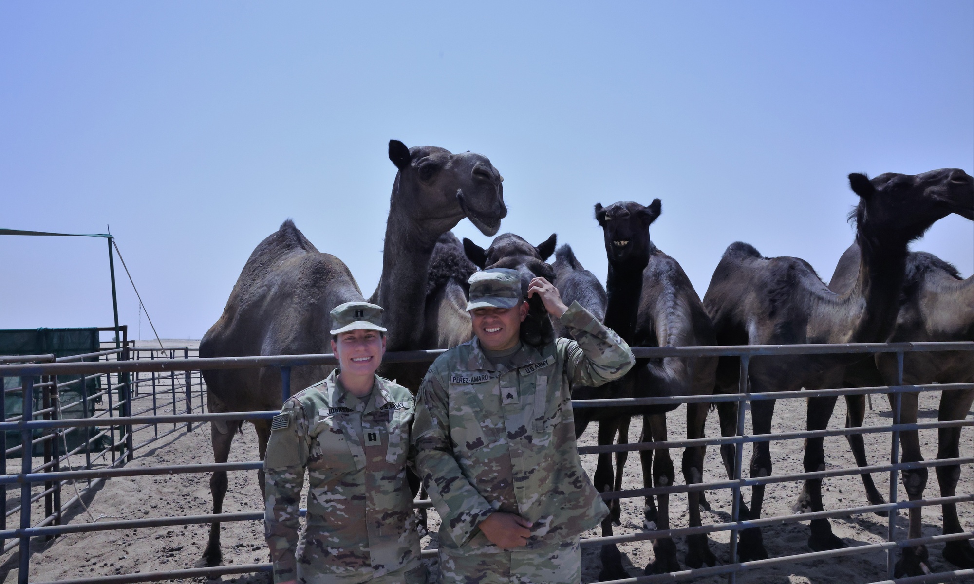 Military Camel