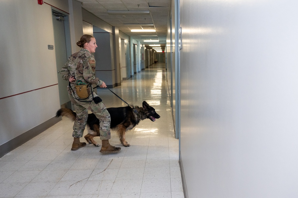 DVIDS - Images - SFS certifies military working dog [Image 1 of 4]