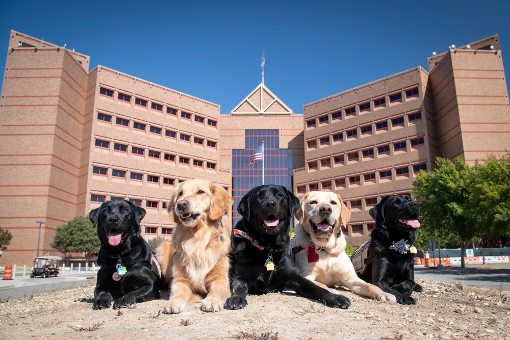DVIDS - Images - BAMC Facility Dogs