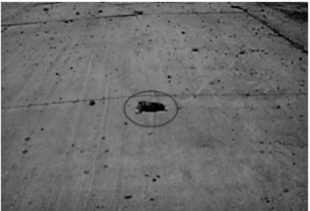 DVIDS - News - The Way We CE: Engineering Safer Airfields with Soil and ...
