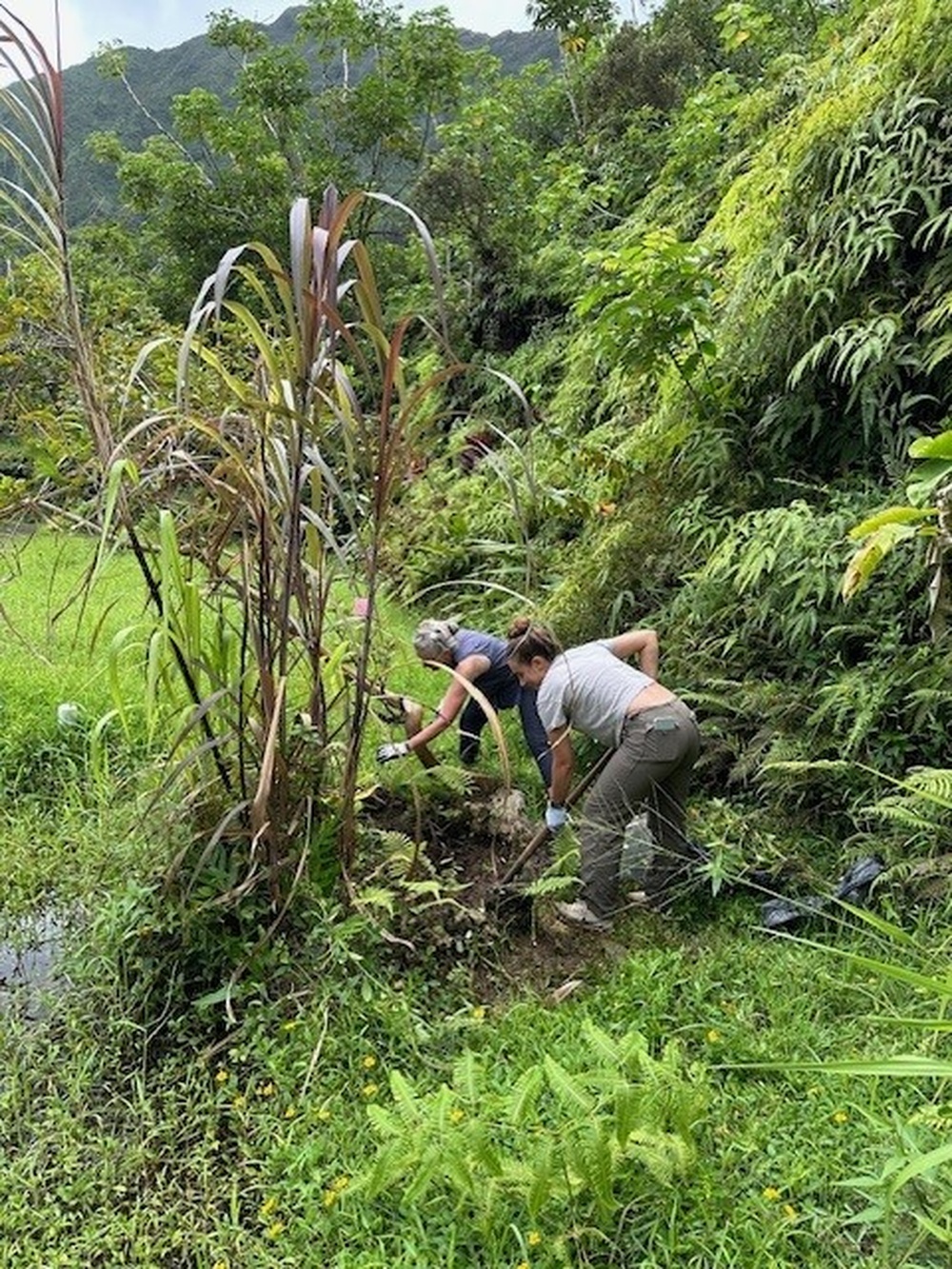 DVIDS - Images - Haiku Valley Clean Up [Image 4 of 6]
