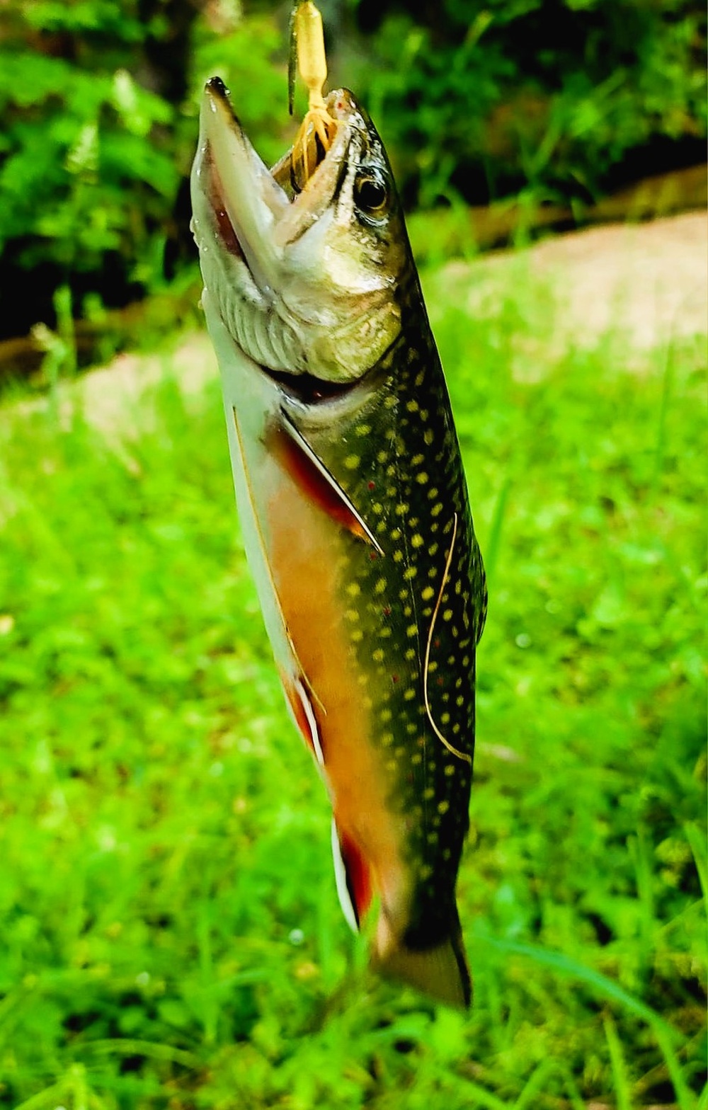 DVIDS - News - 2025 early catch, release trout season opens Jan. 6 in ...
