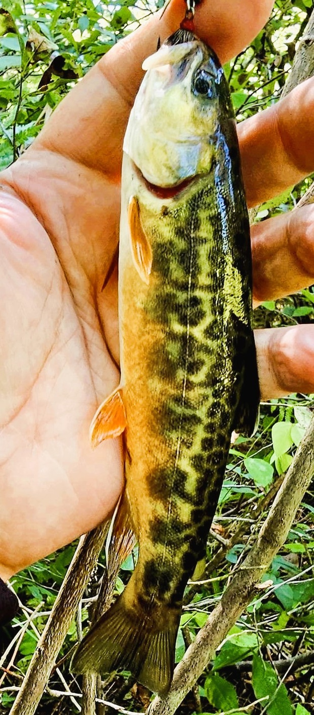 DVIDS - News - 2025 early catch, release trout season opens Jan. 6 in ...