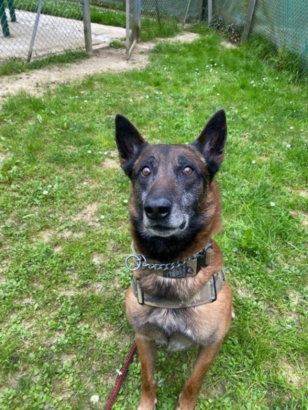 DVIDS - News - Not All Soldiers Wear Green—Some Have Four Legs