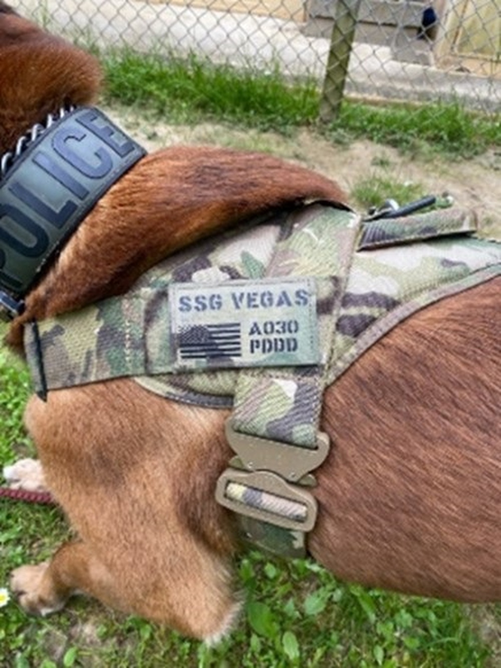 DVIDS - News - Not All Soldiers Wear Green—Some Have Four Legs