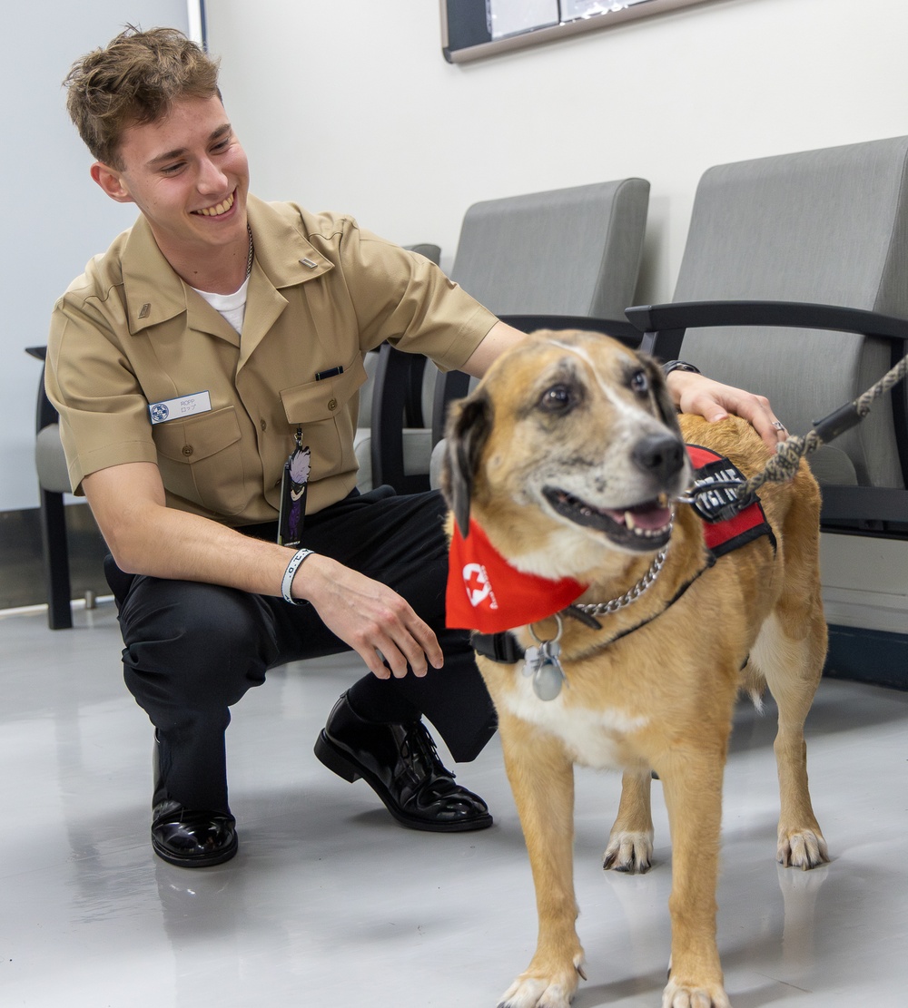 DVIDS - Images - American Red Cross Therapy Dogs visit to USNMRTC ...