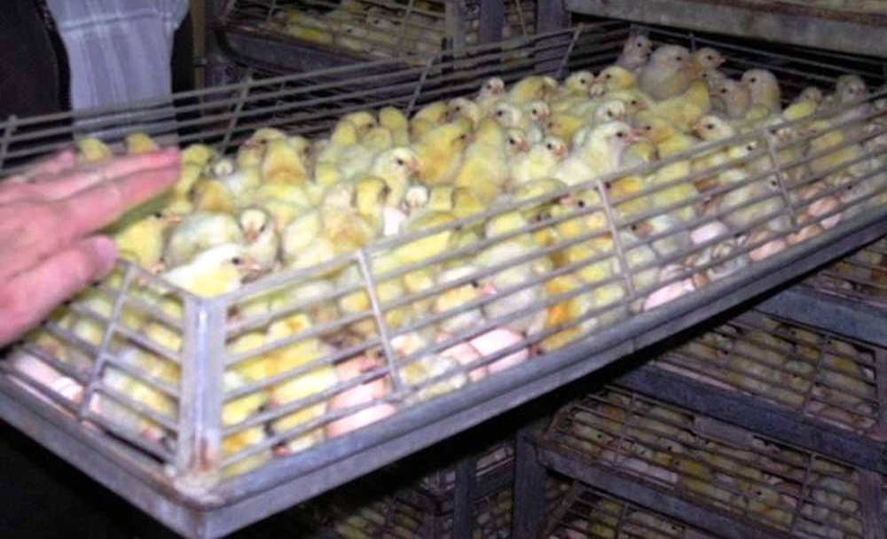 DVIDS - News - Iraqi Chicken Farmers Get Jumpstart With Egg Delivery