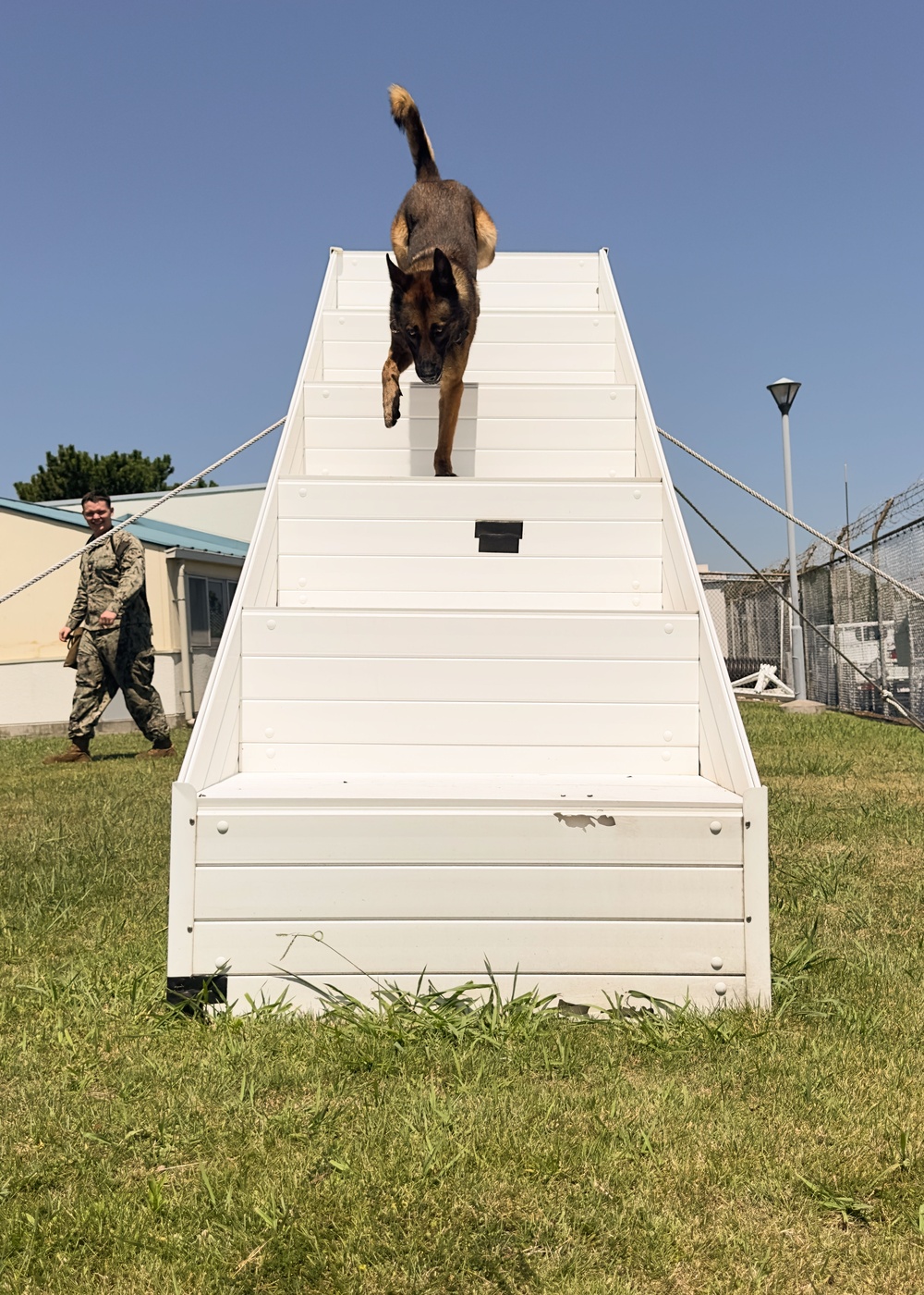 DVIDS - Images - Military Working Dog Training [Image 9 of 11]