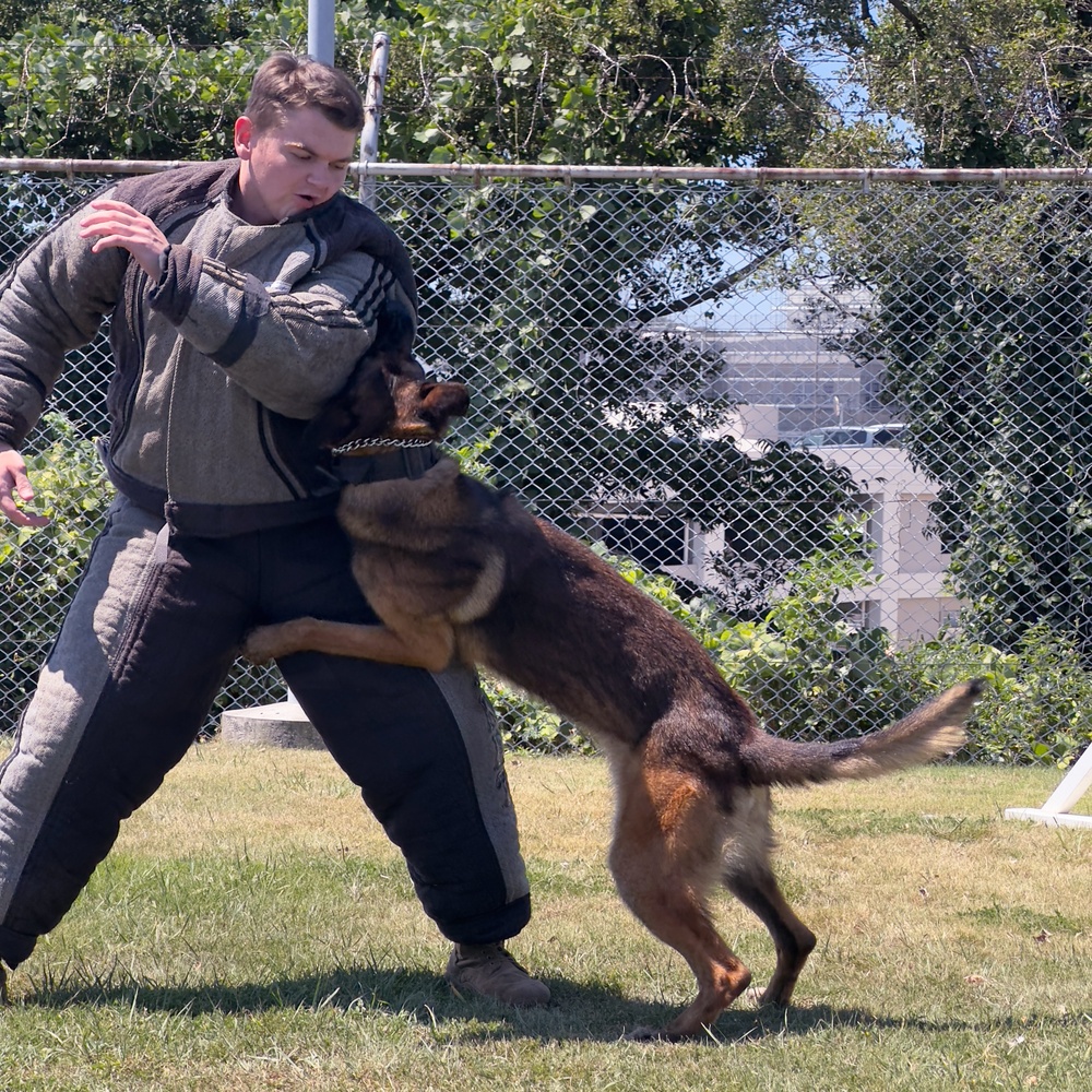 DVIDS - Images - Military Working Dog Training [Image 11 of 11]