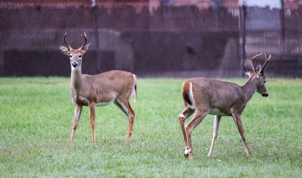 DVIDS - News - Hunt Control official asks community to report deer ...